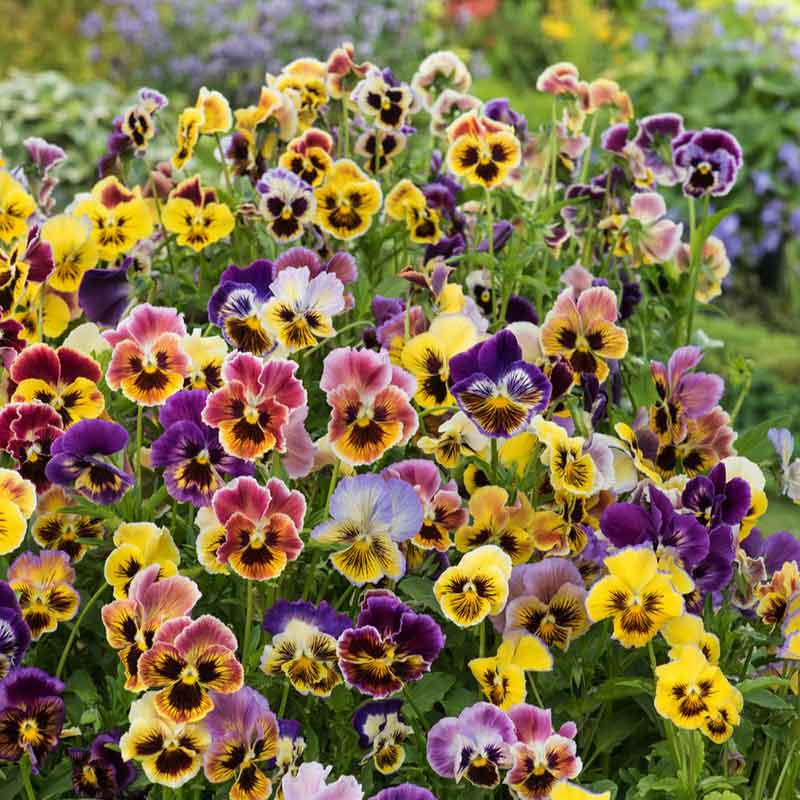 Rococo Mix Pansy Seeds – 200+ Seeds – Ruffled Multicolor Viola Blooms ...