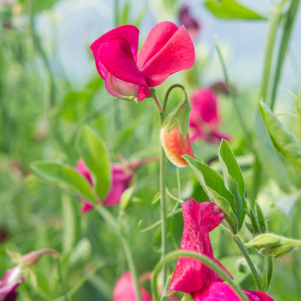 King Edward VII Sweet Pea Seeds – 50+ Crimson Blooms – Classic Climbin ...