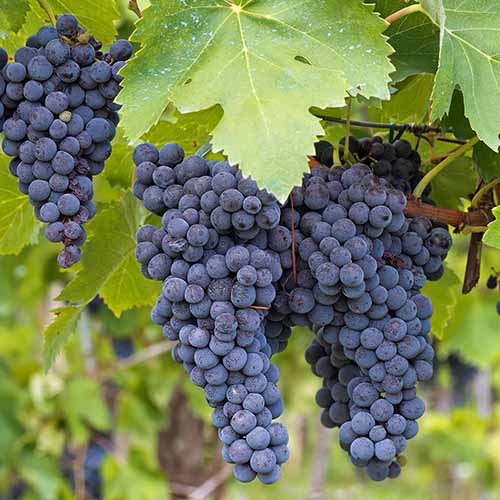 Organic Concord Grape Cuttings - 12+ Hardy, Perennial Vine for Rooting ...