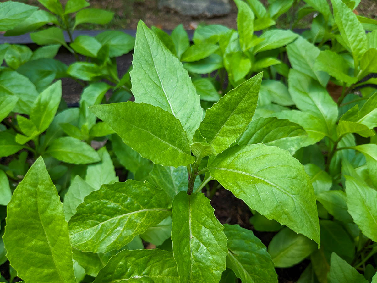 8 Fresh Cuttings – Gynura Procumbens (Longevity Spinach) | Easy-to-Grow ...