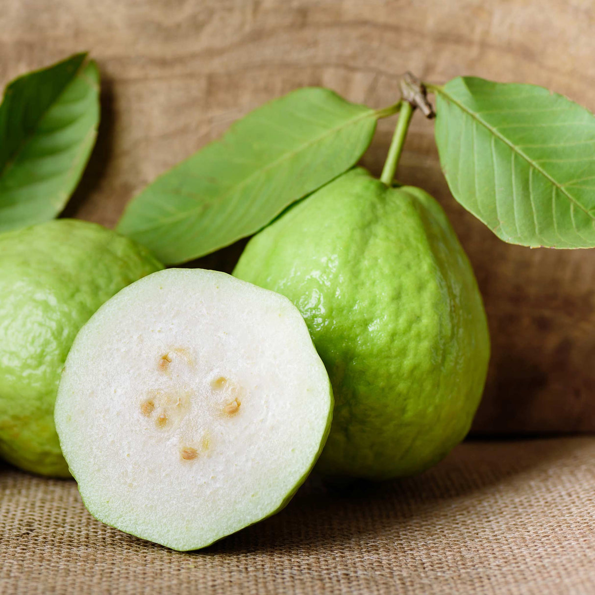 Guava Tree – Live Tropical White Guava Fruit Tree – Ships in Pot ...