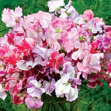 Spencer Ripple Formula Mix Sweet Pea Seeds – 50+ Bi-Color Ruffled Bloo ...