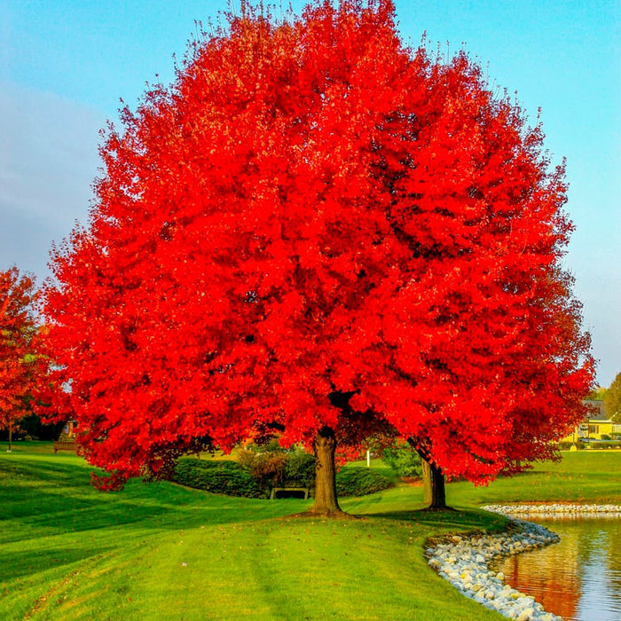 Red Maple Tree (Acer rubrum) 2-Pack Live Bare Root Plants 10"-12 ...