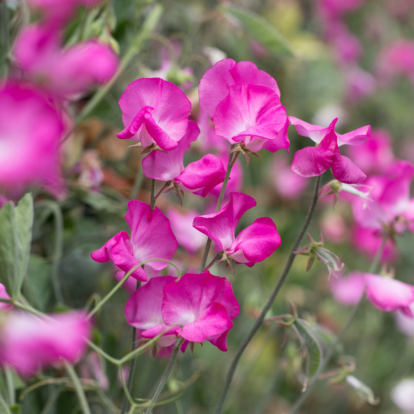 Solstice Rose Sweet Pea Seeds – 50+ Rose-Pink Blooms – Early-Blooming ...