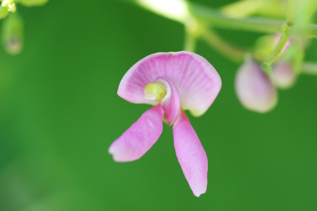 Wild Kidney Bean Vine Seeds – Phaseolus polystachios – 5 Seeds for Pla ...