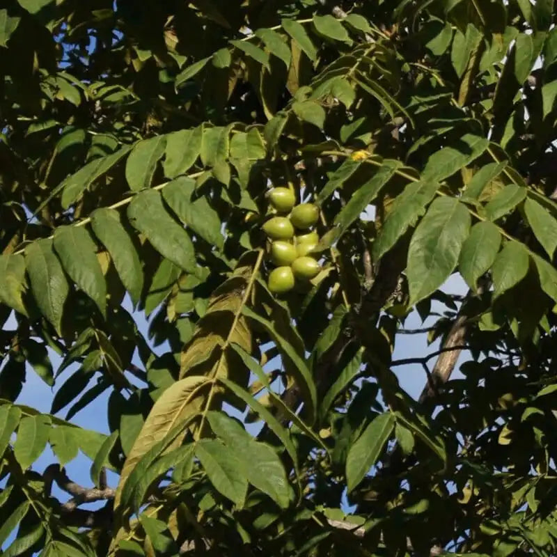 Japanese Heartnut Walnut Tree Seedling 12-18" Juglans ailantifolia var ...