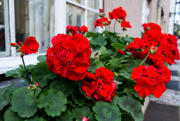 3 Ivy Geranium Cuttings – Pelargonium peltatum Vivid Red – Unrooted Tr ...