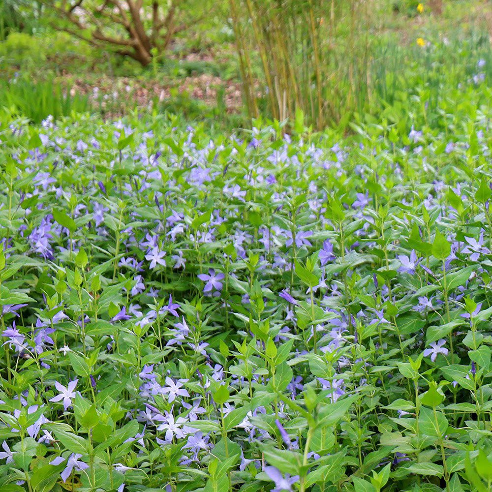 10 Rooted Vinca Major Cuttings 5–10" – Live Periwinkle Plant Starts, E ...