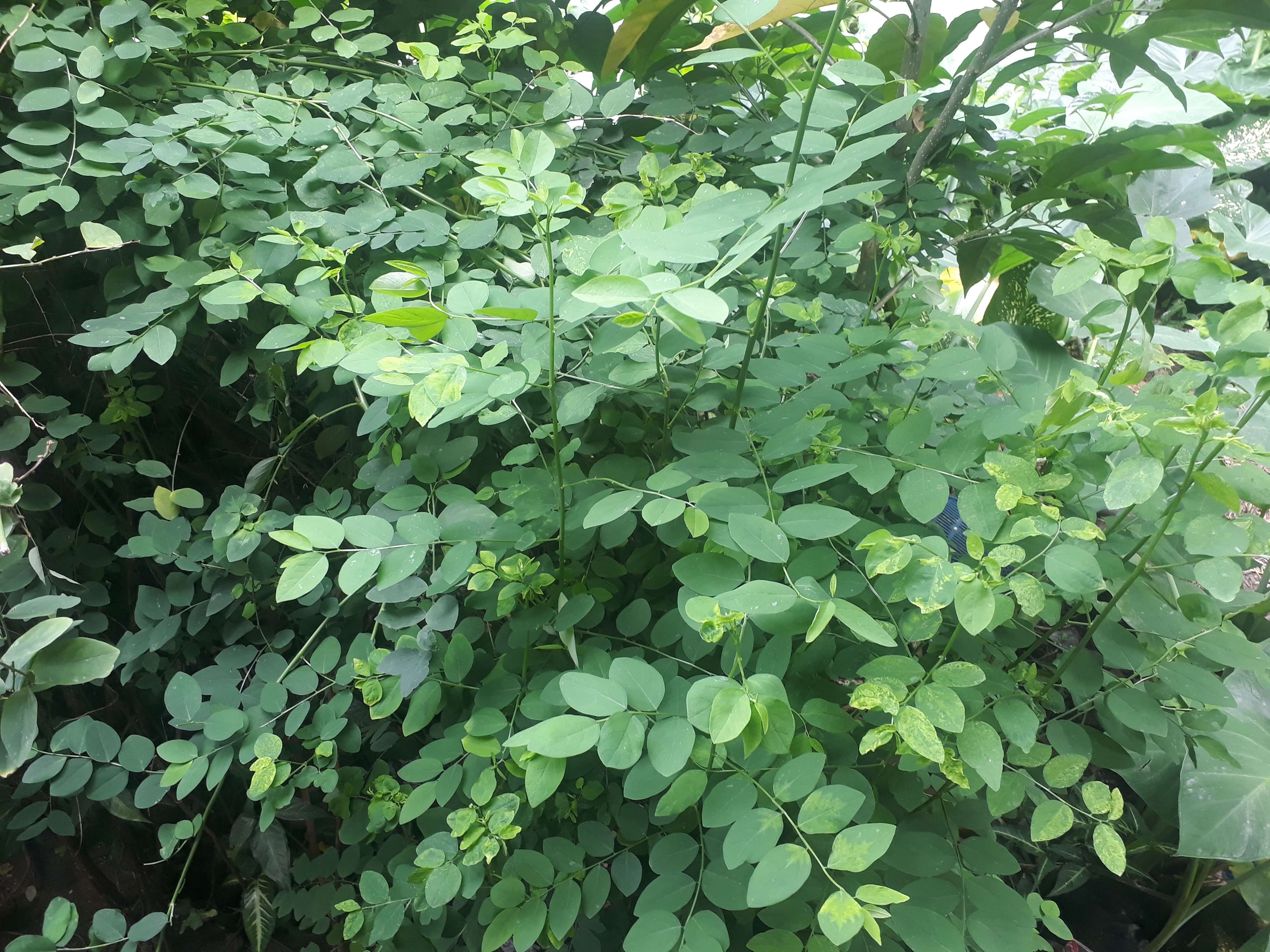 8 Katuk Cuttings (Unrooted) – Sweet Leaf Plant (Sauropus androgynus ...