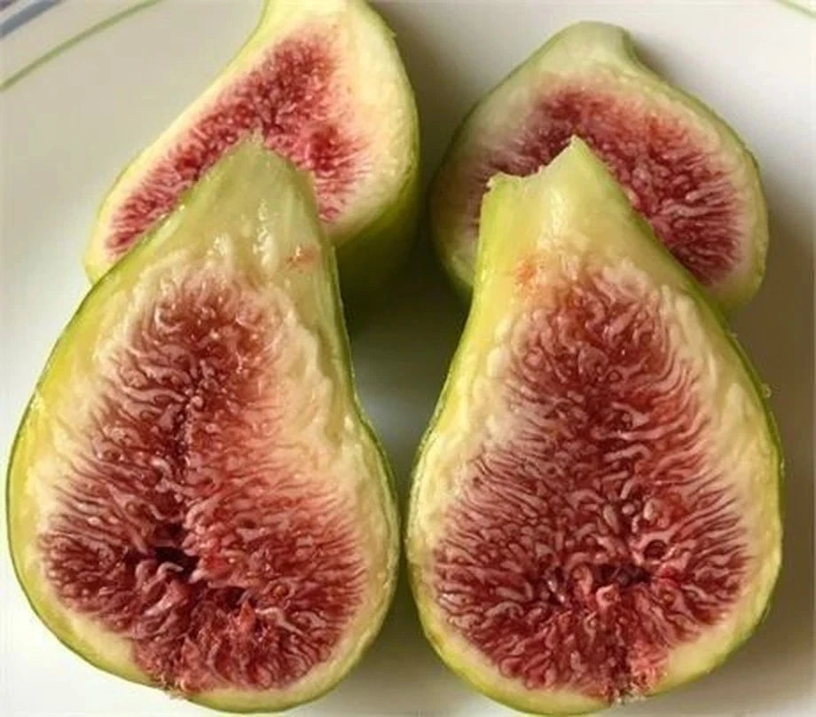 Fig Plant Bundle - 10 Varieties - Edible Figs - Ficus carica – Jayme Garden
