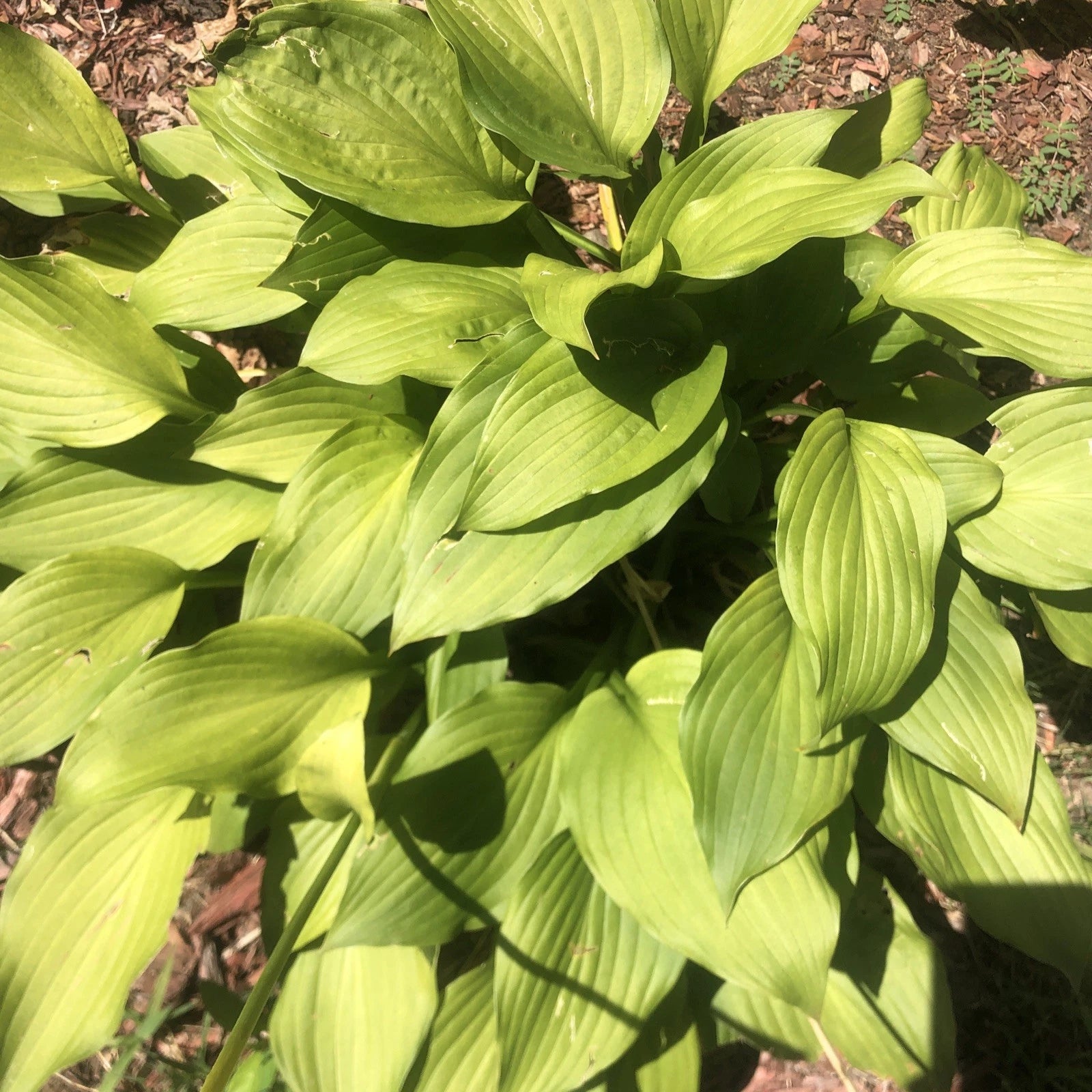 Golden Tiara Hosta Plant - Smaller Bare Root Perennial with Purple ...
