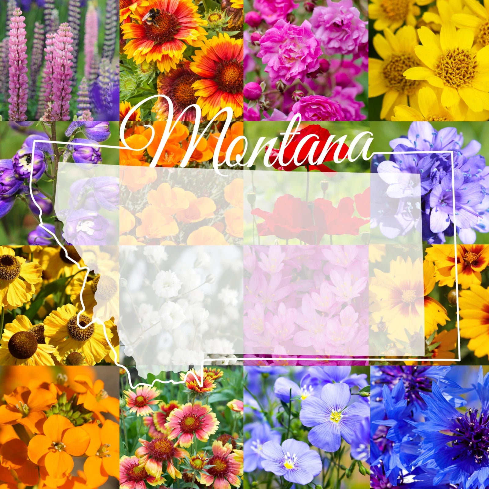 Montana Western Wildflower Seed Mix, 1/4 Pound Bulk, Covers 800 sq ft ...