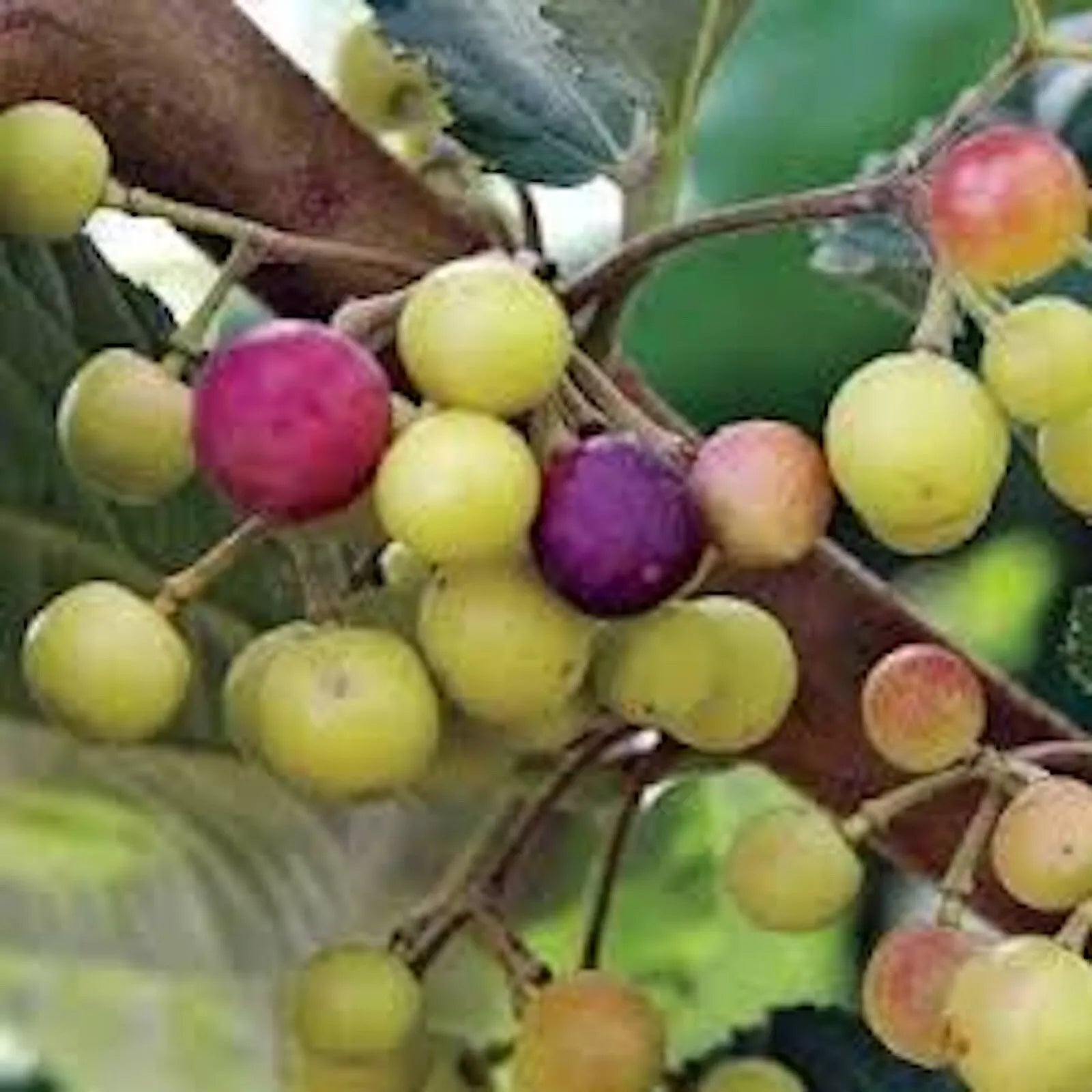 Sherbet Berry Plant - 10 Starter Plants - Edible Fruit - Grewia asiati ...