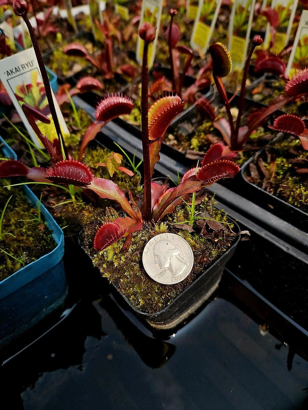 Venus Flytrap Bare Root Plant - 3 Akai Ryu Red Dragon - Dionaea ...