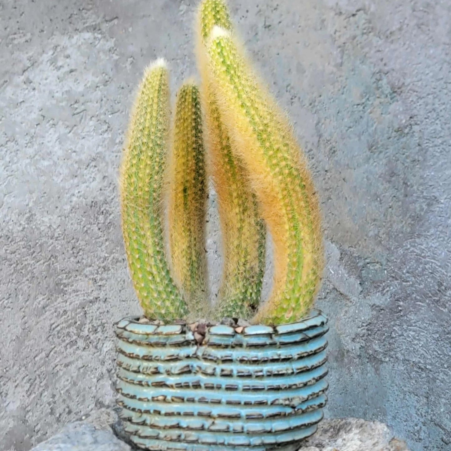 Variegated Monkey Tail Cactus Cluster - Cleistocactus colademononis ...