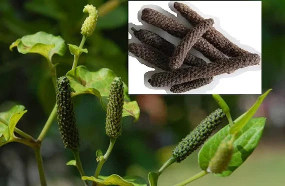 Long Pepper Vine Starter Plant - Piper longum - Indian Long Pepper ...