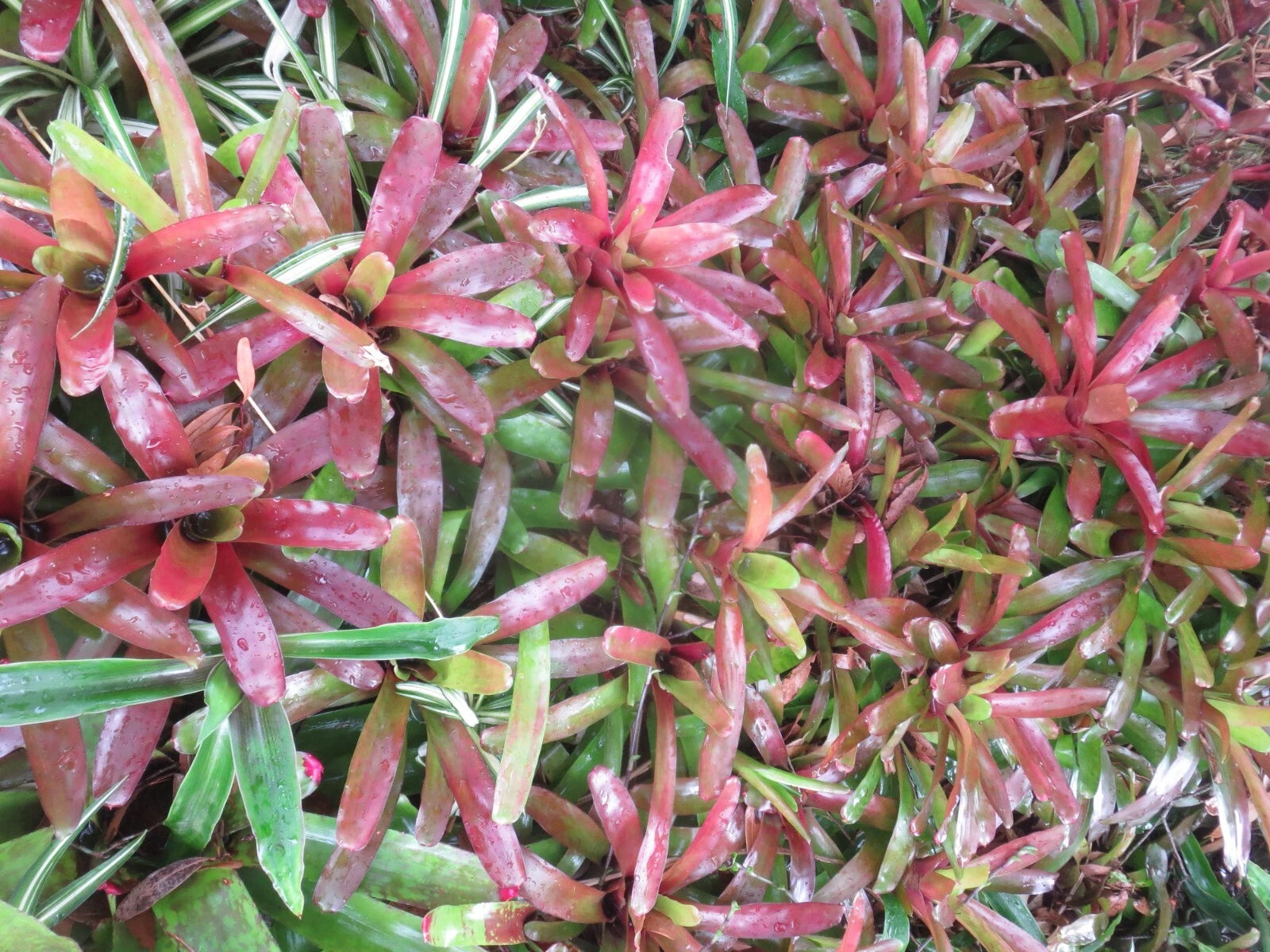 Neoregelia Bromeliad Fireball - 2 Plants, Tropical Indoor Plants ...