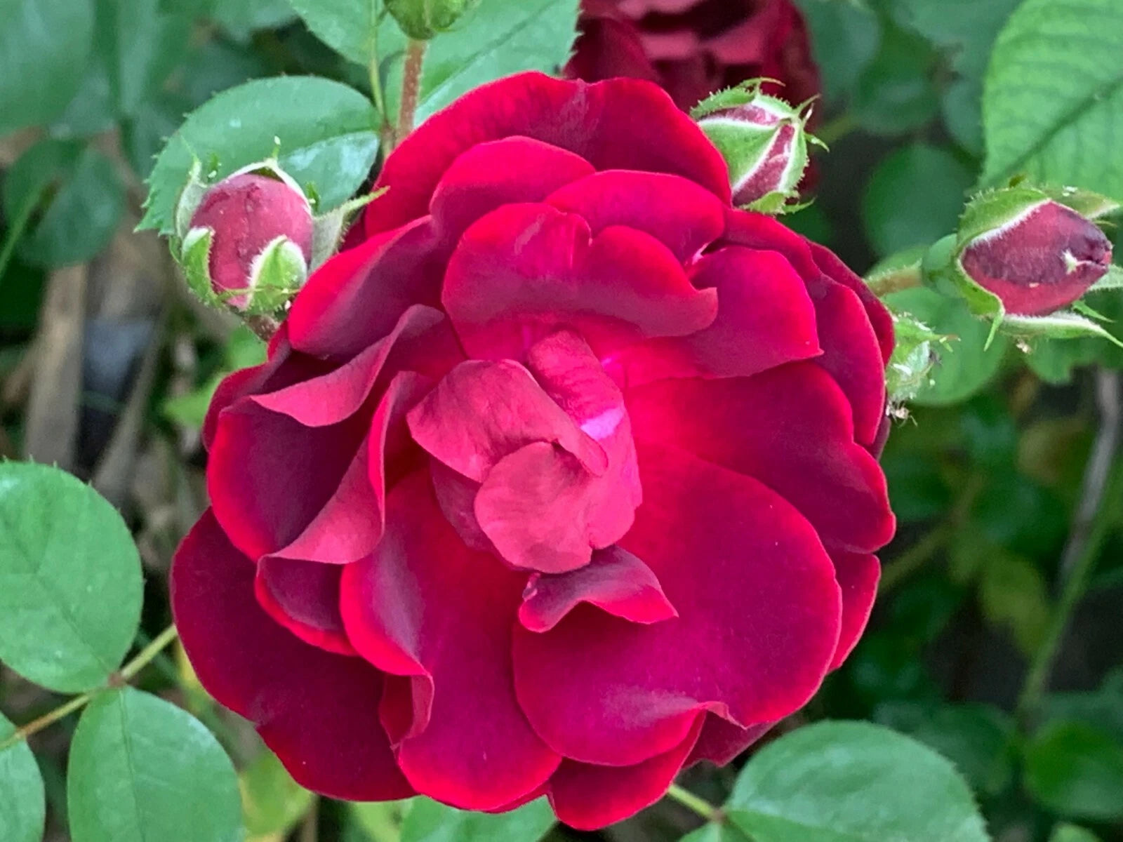 Red Rose Cuttings - 5 Pack - Ready to Plant and Root - Rosa spp ...
