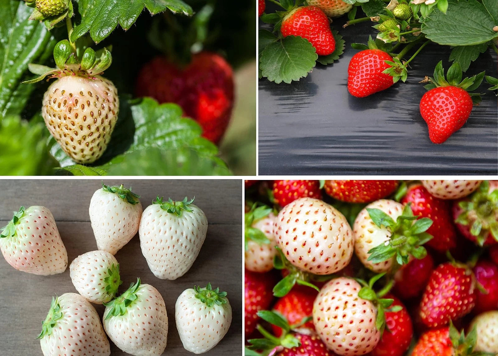 Strawberry Seeds Packet - 200 Seeds Total - 100 Red & 100 White Variet ...