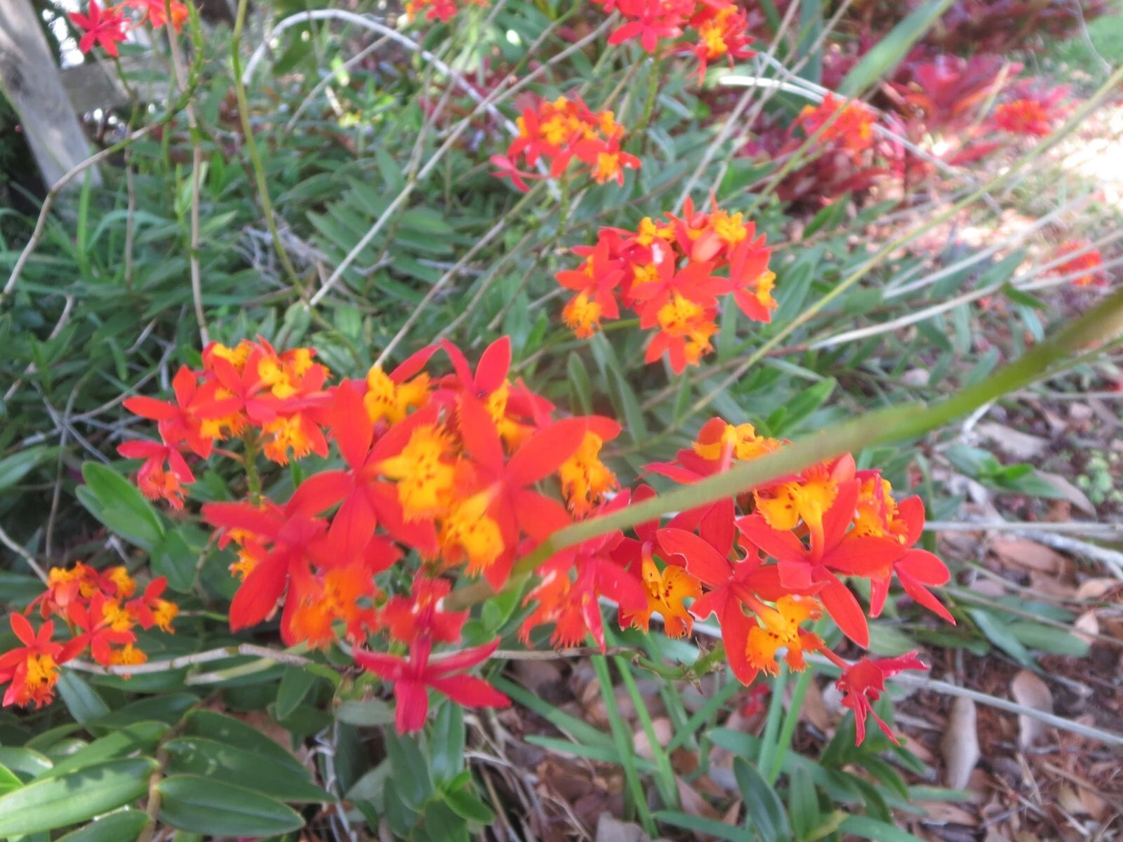 Ground Orchid Cuttings - 5 Aerial Root Epidendrum Orange - Tropical ...
