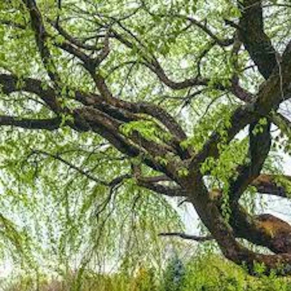 Corkscrew Willow Tree 2-3' Salix matsudana 'Tortuosa' Bare Root Plant ...