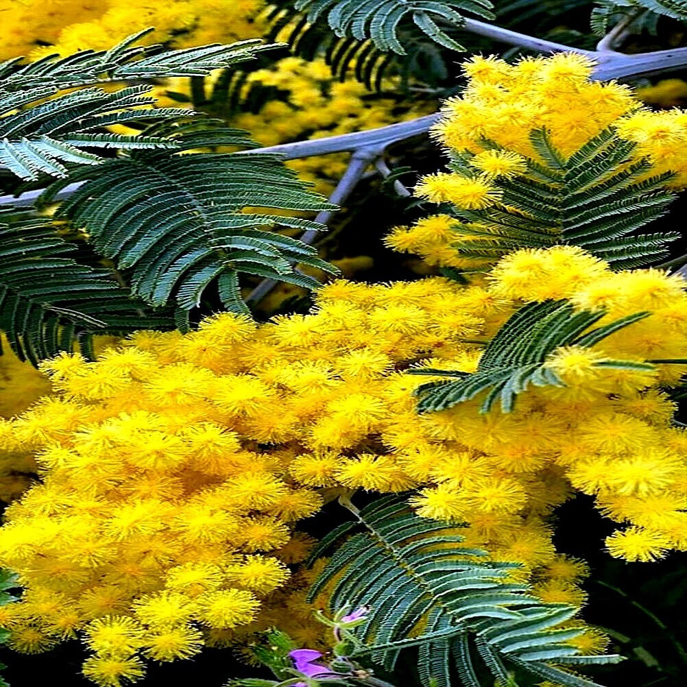 Golden Mimosa Tree Seeds - 20 Pack - Acacia baileyana - Yellow Wattle ...