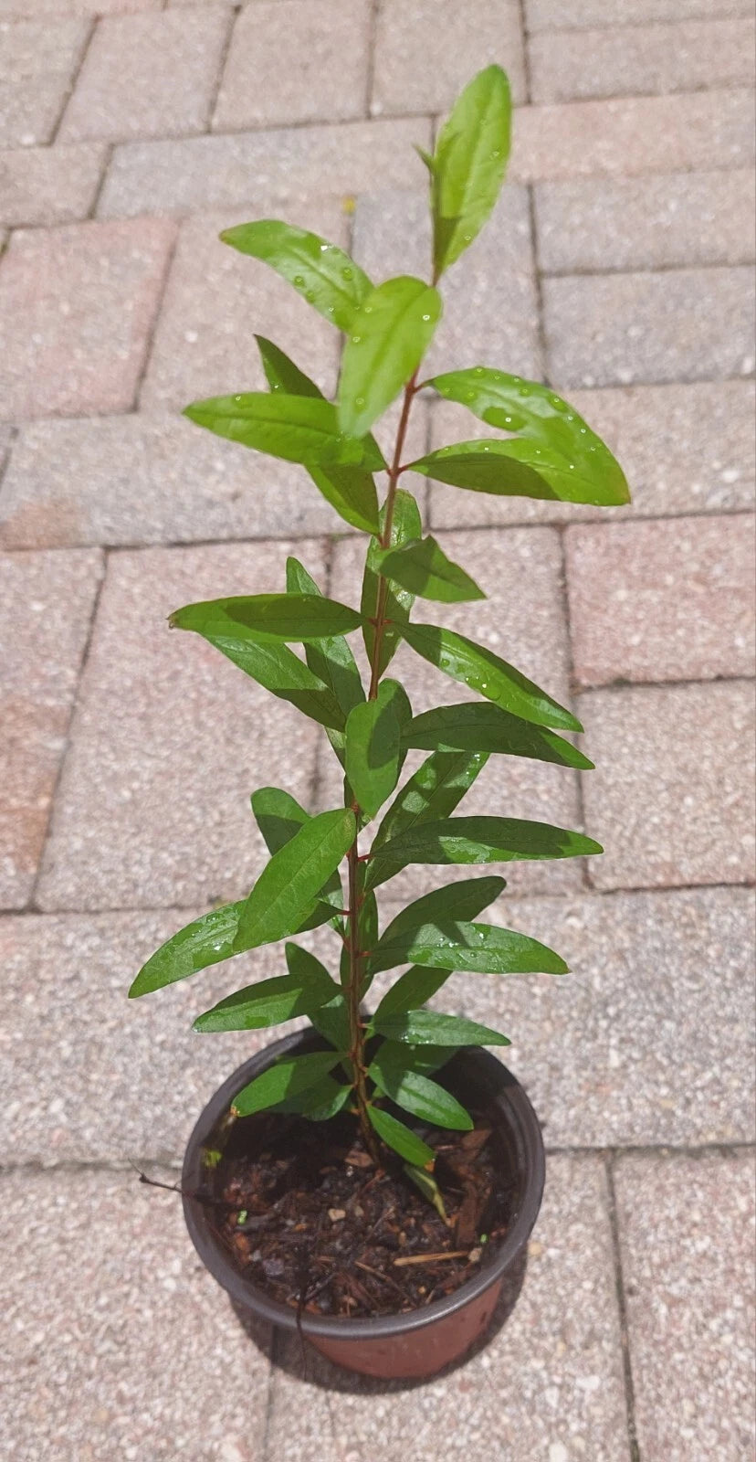 Pomegranate Live Tree in Pot - Large Pink Fruits, 15" Trunk Height - P ...
