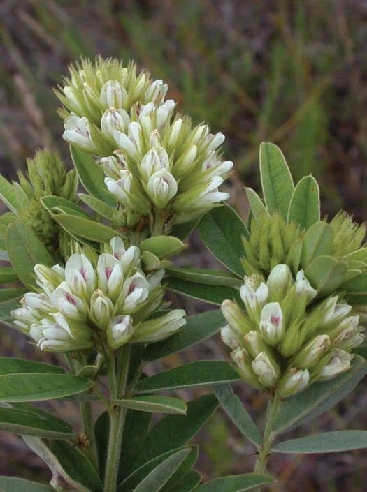 Round Headed Bush Clover Seeds (50 Seeds) - Lespedeza capitata, Drough ...