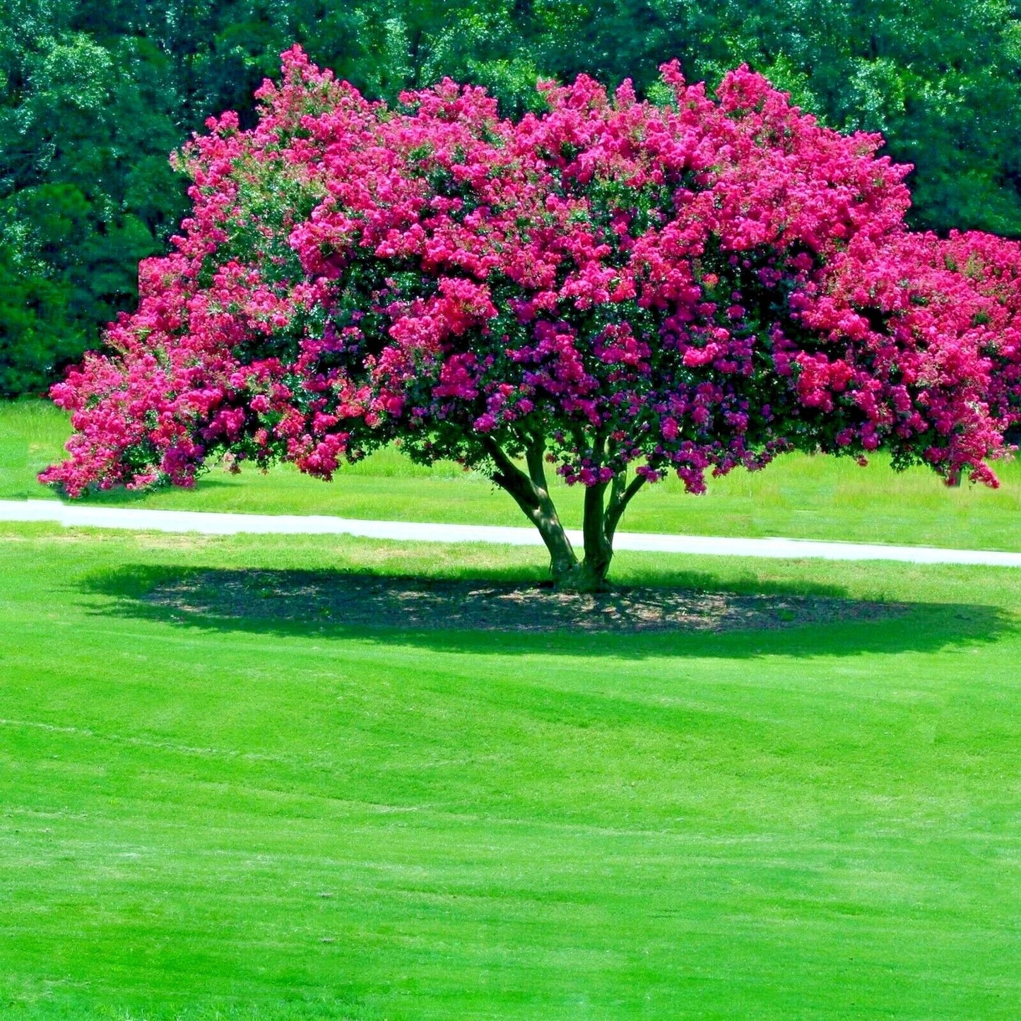Crape Myrtle Tree Seeds - Fast Lilac Flower Plant - Lagerstroemia ...