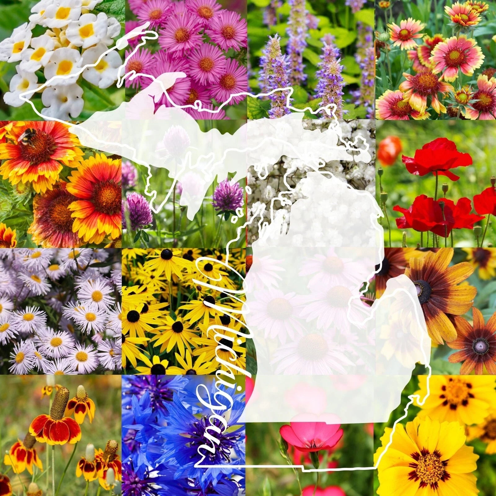 Wildflower Seed Mix 1 lb Michigan Blend for Planting, Covers 2,000 sq ...