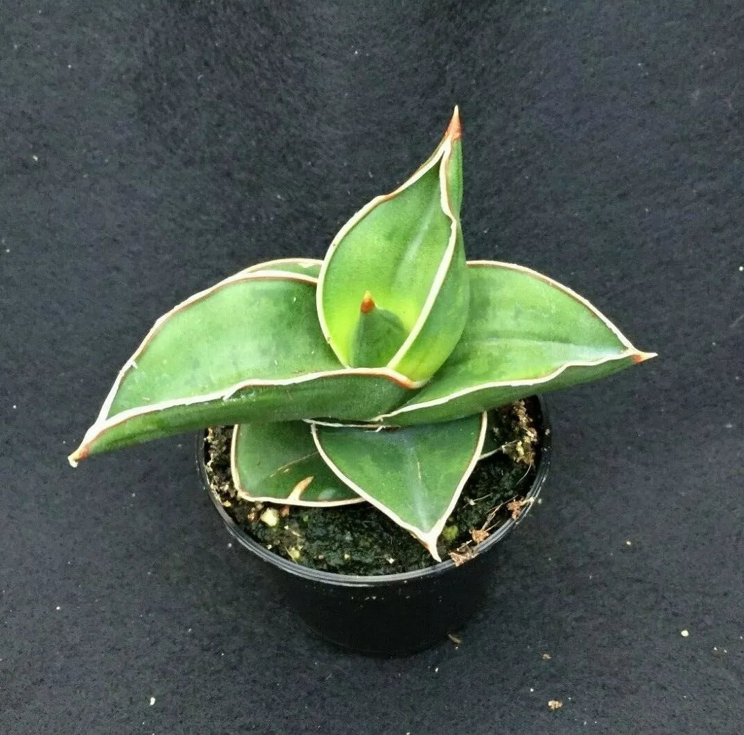 Sansevieria Ehrenbergii 'Samurai Dwarf' Rooted Plant 2" Pot – Jayme Garden