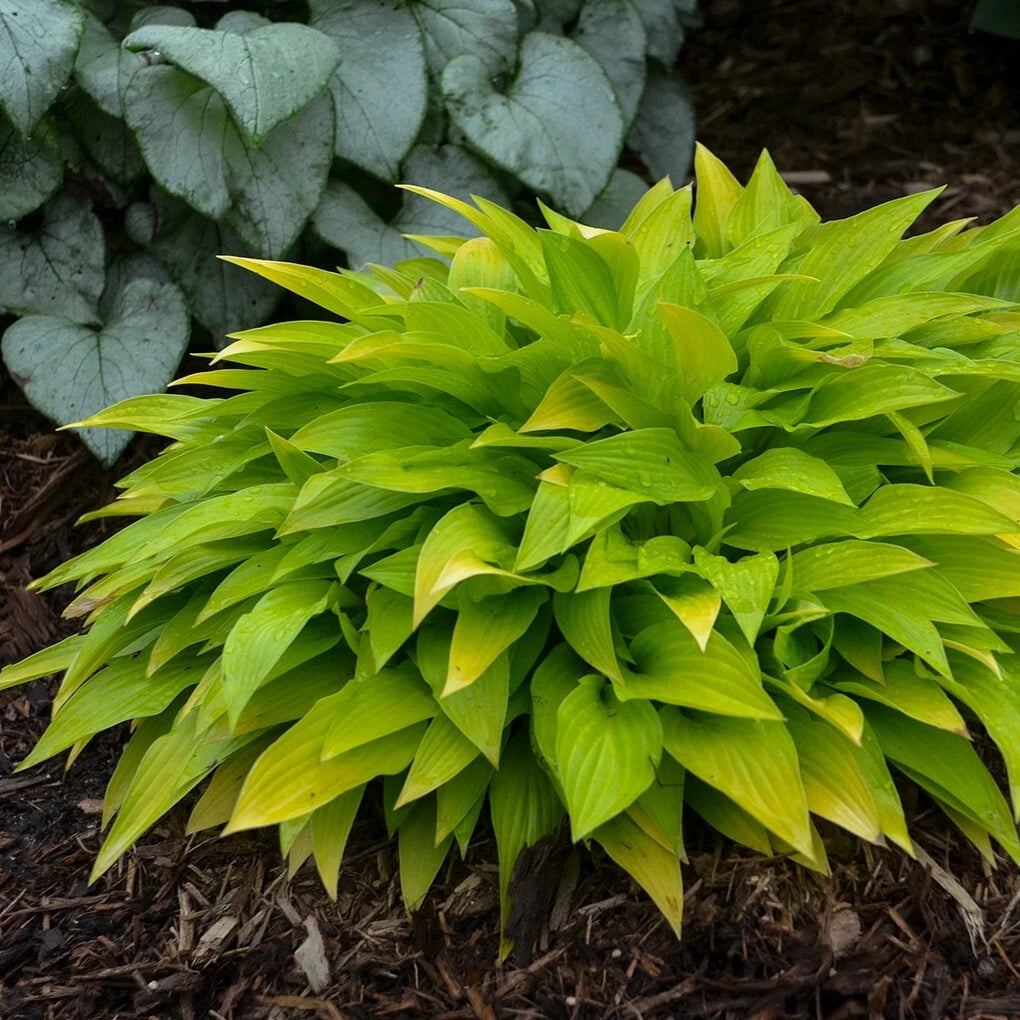 Hosta Munchkin Fire Plant in 5.25" Pot | Well-Rooted Perennial for ...