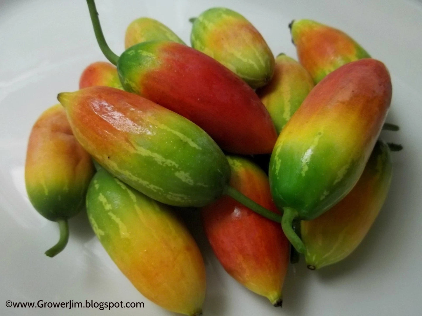 Tindora Plant Root - Coccinia grandis - Edible Ivy Gourd - Organic ...