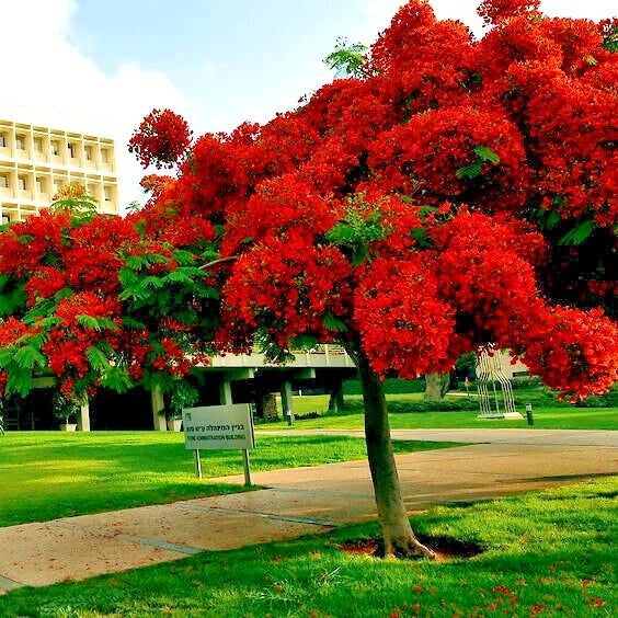Royal Poinciana Seeds - Red Flame Tree - Delonix Regia - Tropical ...
