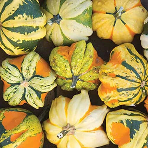 Daisy Gourd Squash Seeds - 25+ Bulk Pack for Garden Planting ...