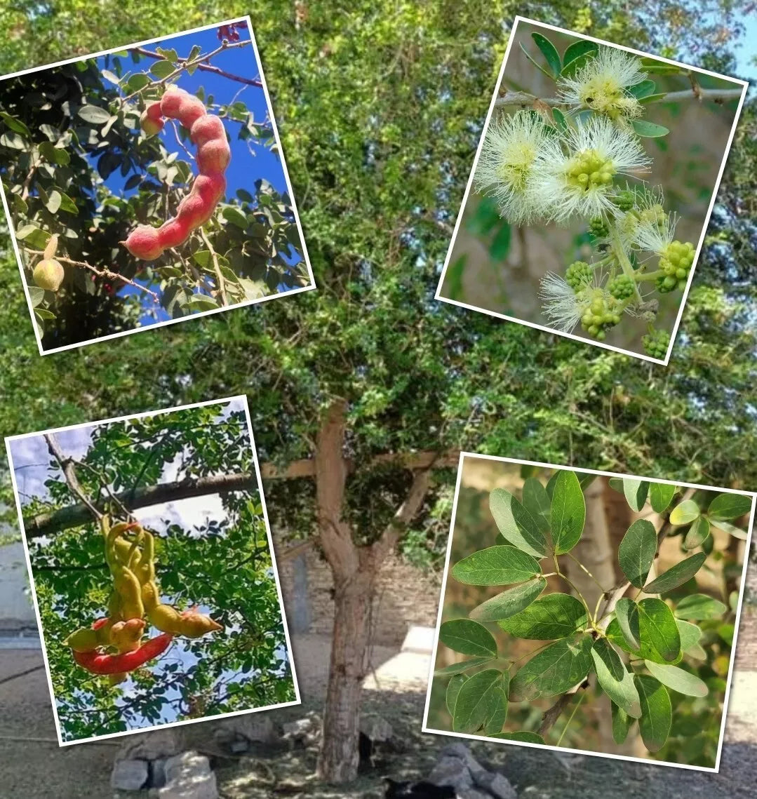 Red Guamuchil Tree Seeds - 5+ Pithecellobium dulce - Madras Thorn ...