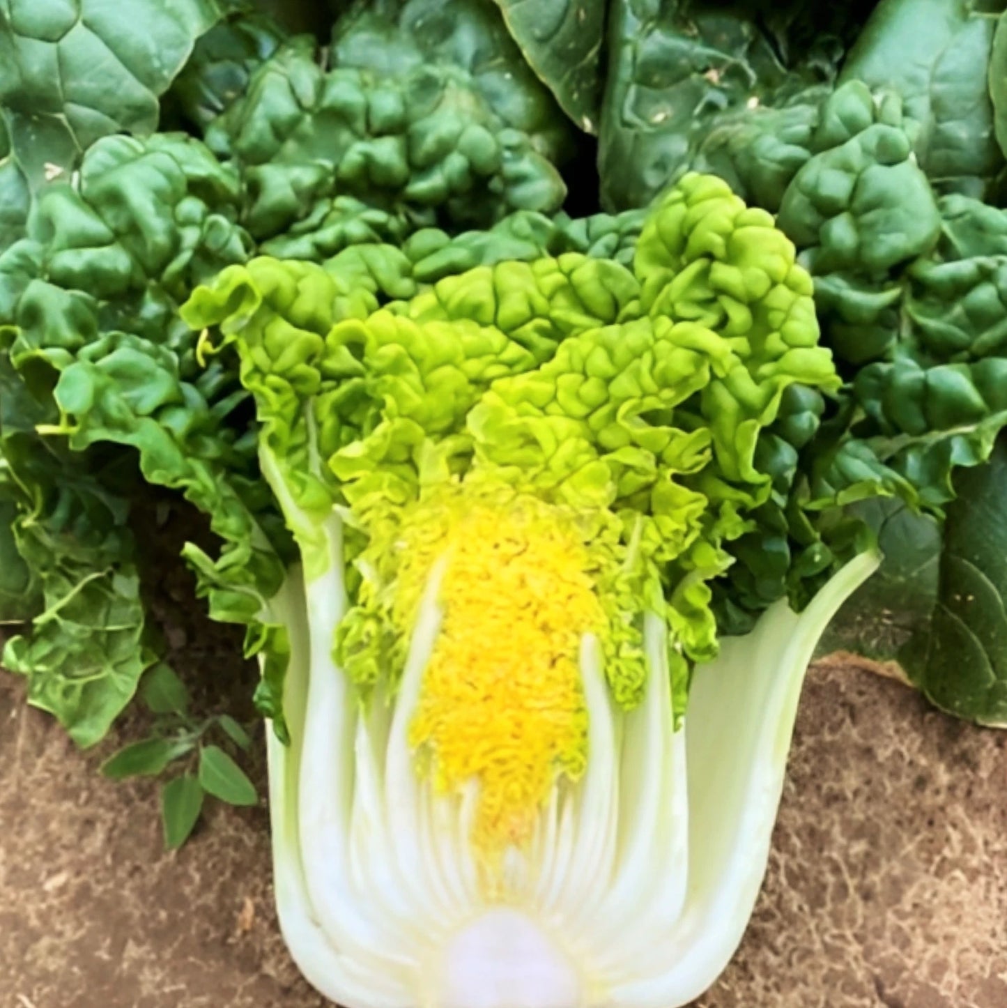 Golden Heart Bok Choy Seeds - Yellow Green Pak Choi - Brassica rapa ...