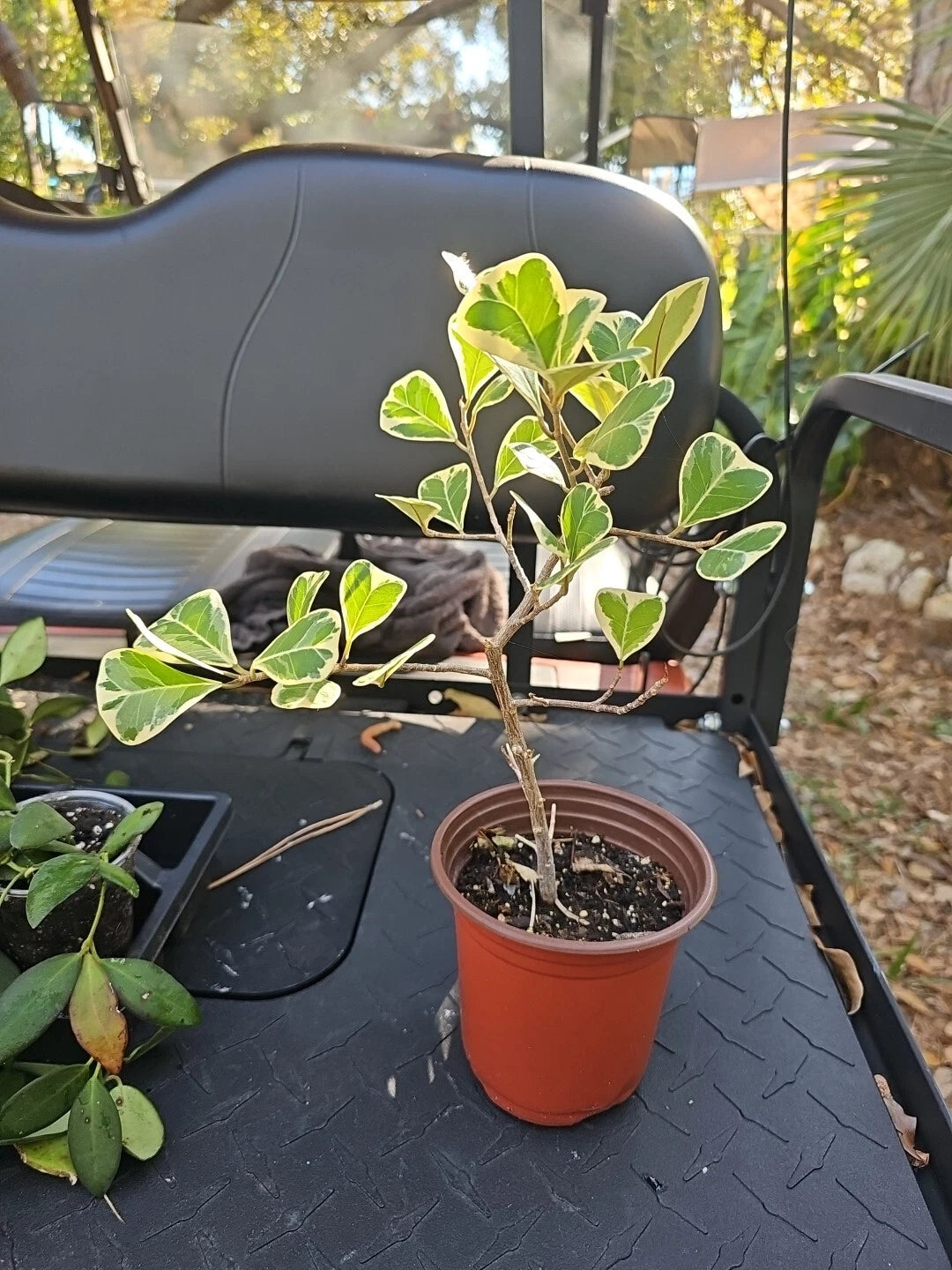 Ficus Triangularis Variegata Rooted Plant in 5" Pot - Variegated Ficus ...