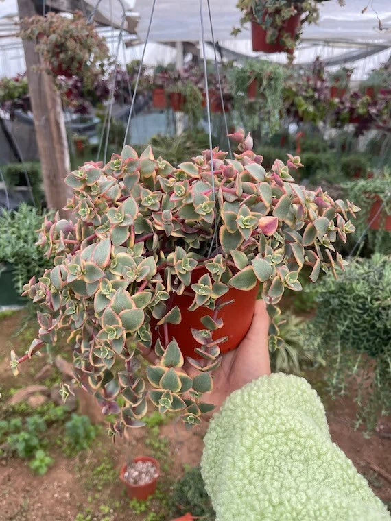 Crassula Marginalis Rubra 'Variegata' Succulent Cuttings - Calico ...