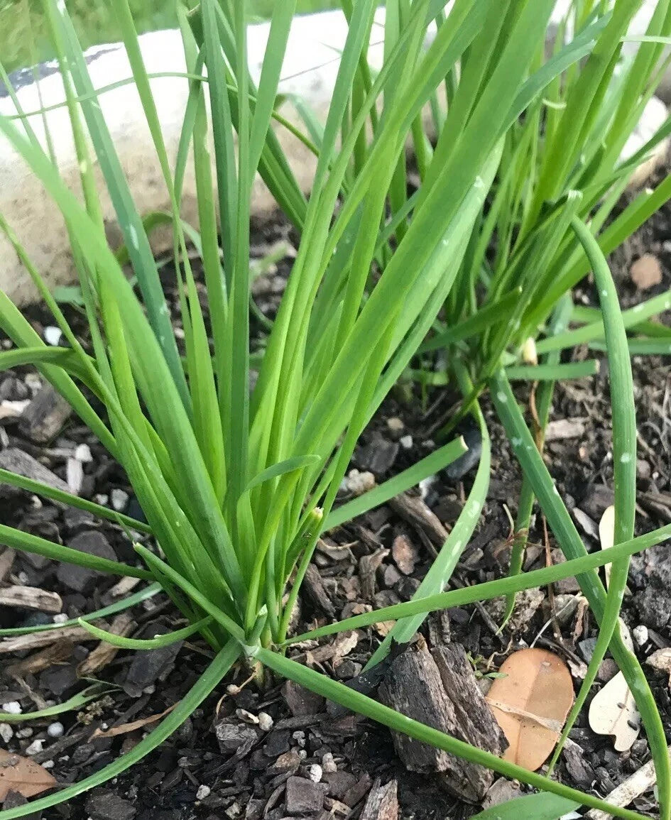 Fresh Garlic Chinese Chives Bare Roots Live Plant - Allium tuberosum ...