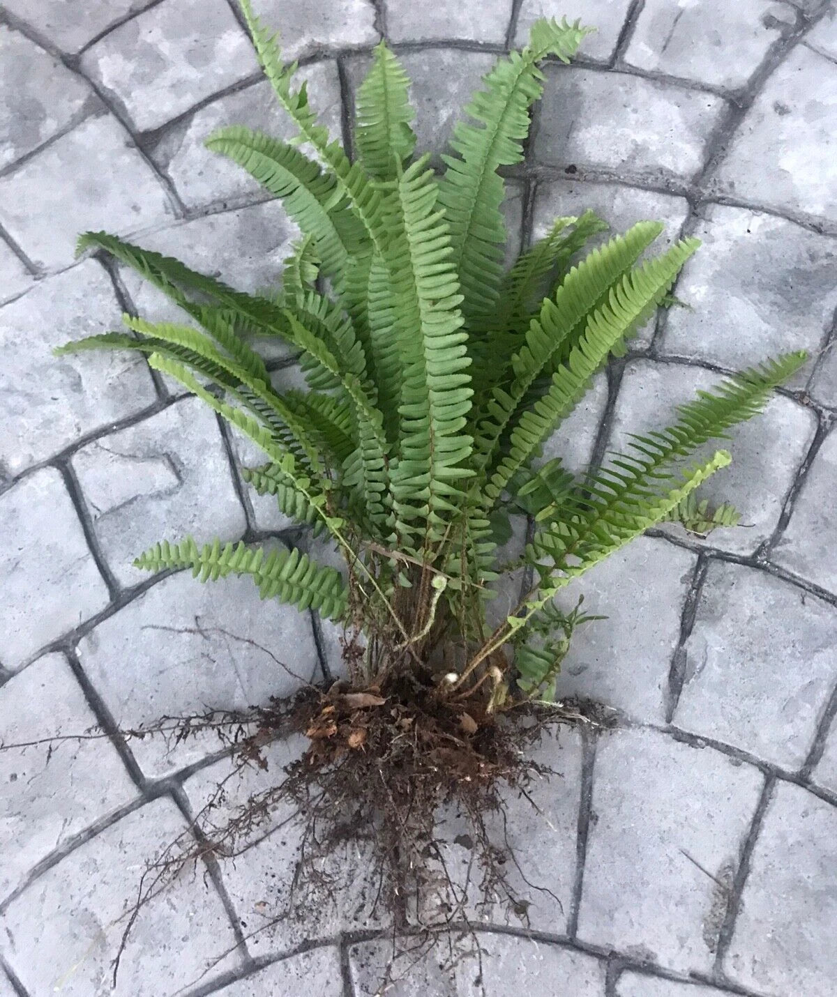 Boston Sword Fern Live Plants Bundle - 12 Bare Root Air Purifying Ferns ...