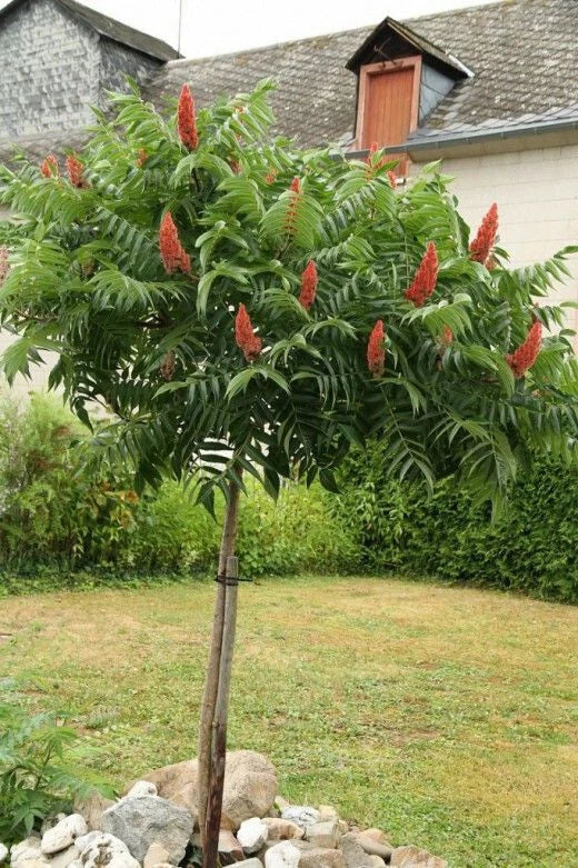 Winged Sumac Seeds - 30+ Rhus Glabra Seeds for Planting, Native Shrub ...