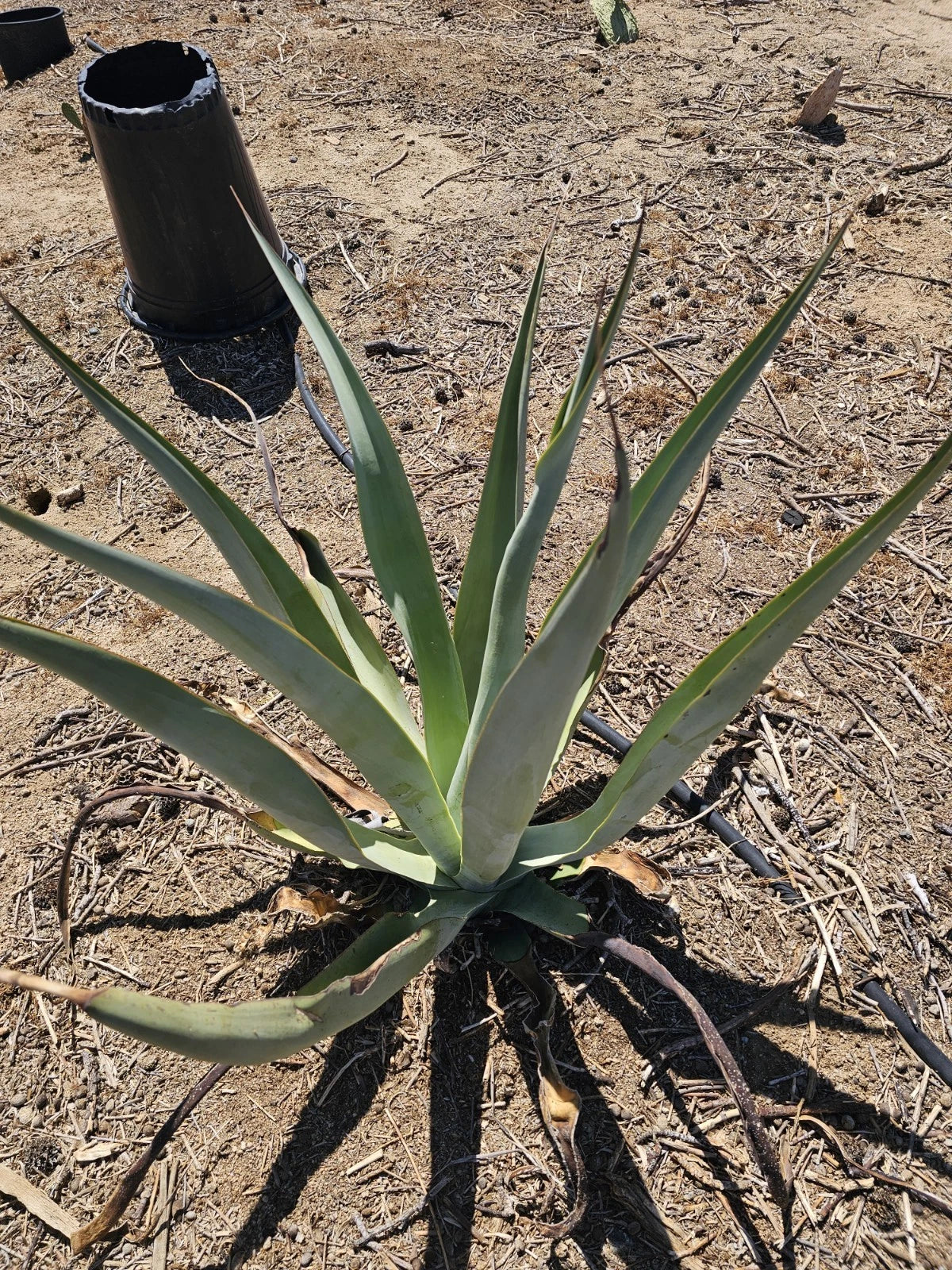 Agave Vilmoriniana Bubils 2-4.5" Plant 10 Pack - Amolé & Octopus Agave ...