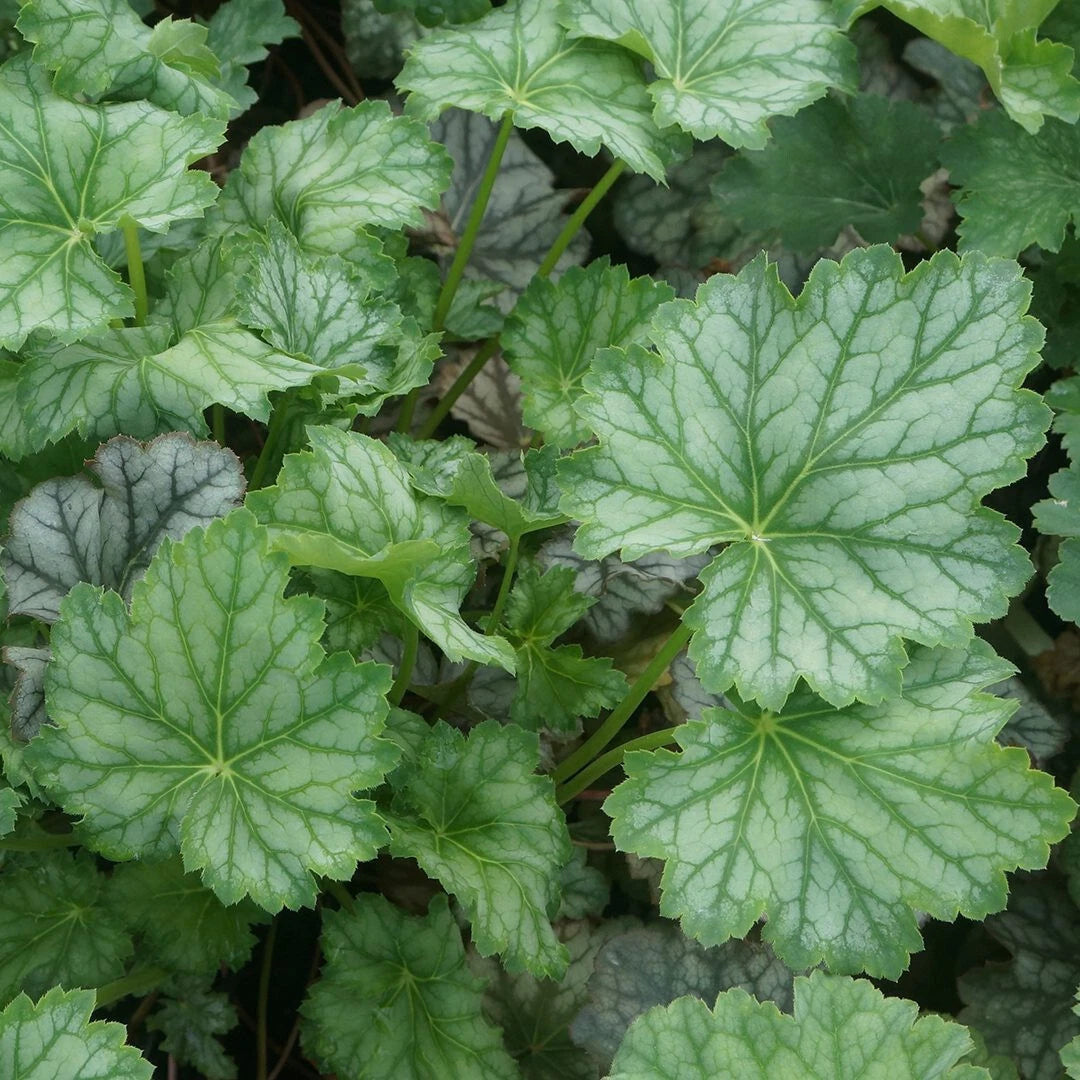 Heuchera americana 'Dale's Strain' Coral Bells Live Perennial Plant Ba ...