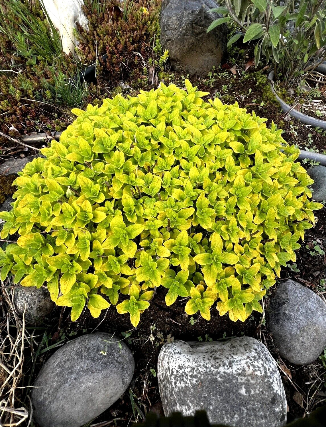 Organic Golden Oregano Plant – Bare Root Perennial Herb, Hardy ...