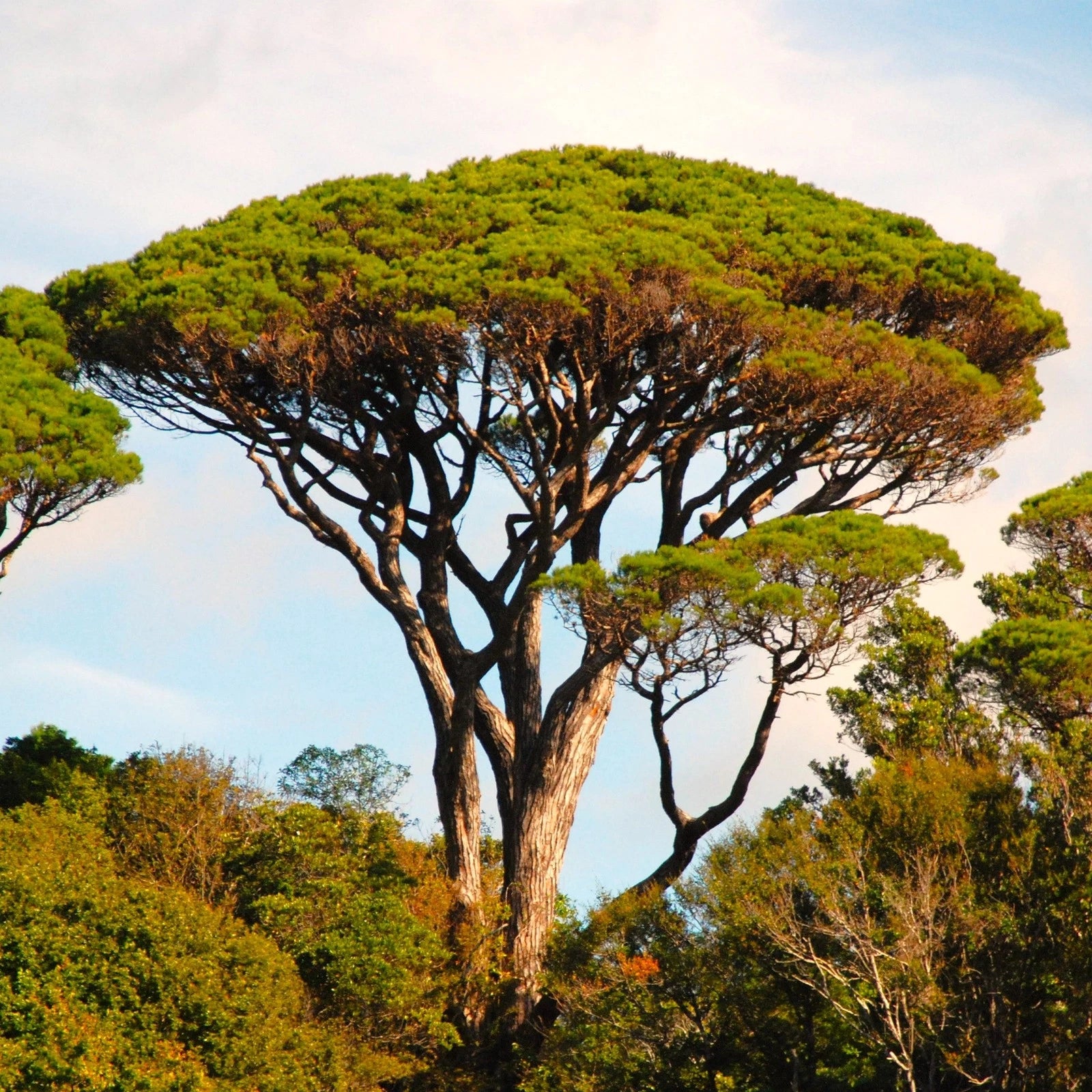 Stone Pine Tree Seeds - Pinus Pinea - Umbrella Pine Variety for 2025 ...