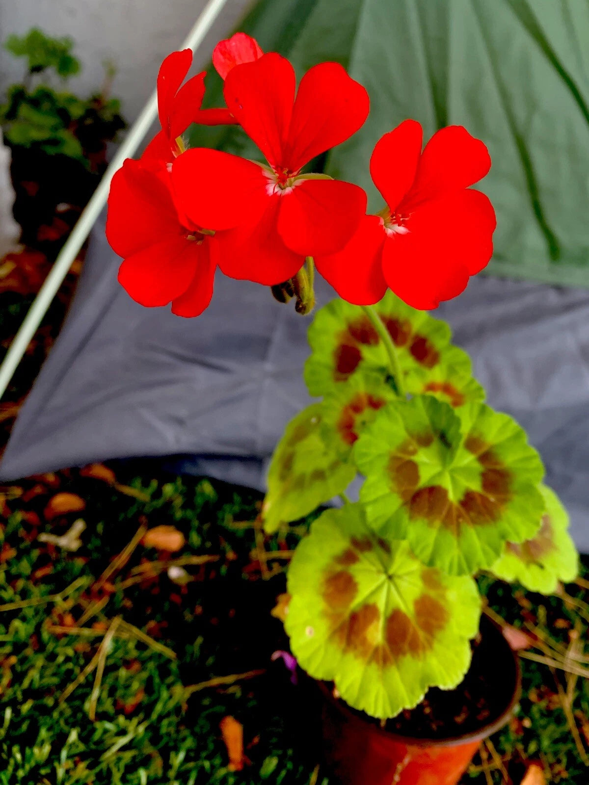 Geranium Live Plants 8-10 Inch Tall Bright Orange Flowers Pelargonium ...