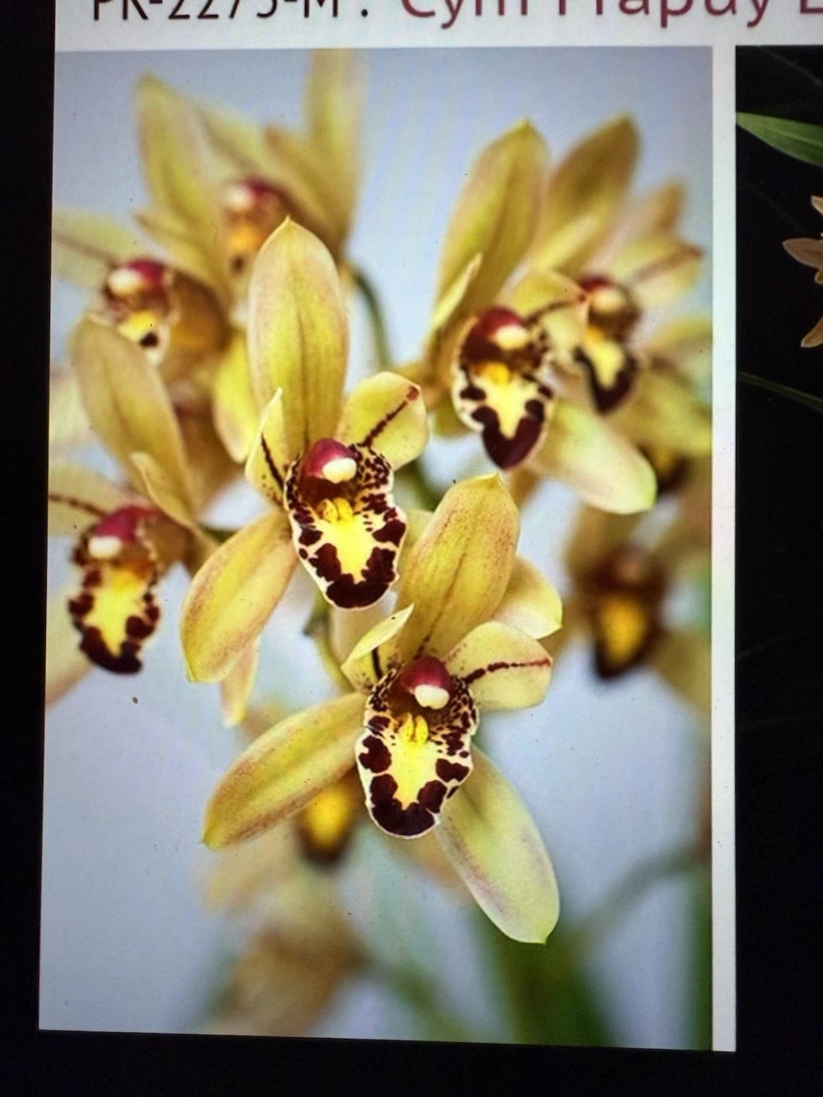 Cymbidium Orchid Plant Bulb - Surprise Bare Root - Unique Variety ...