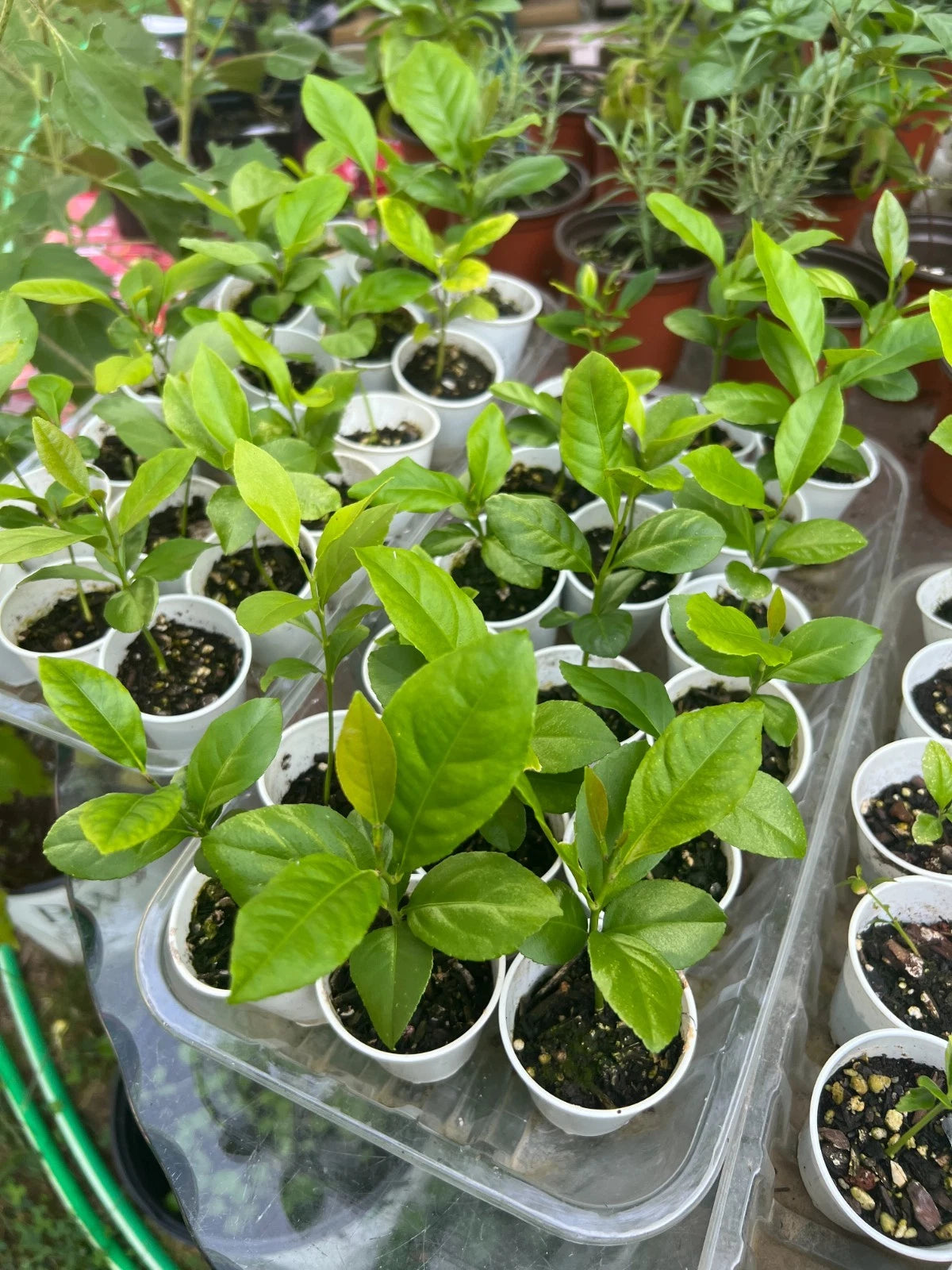 Lemon Tree Seedling, Live Plant, Fully Rooted, Citrus limon – Jayme Garden