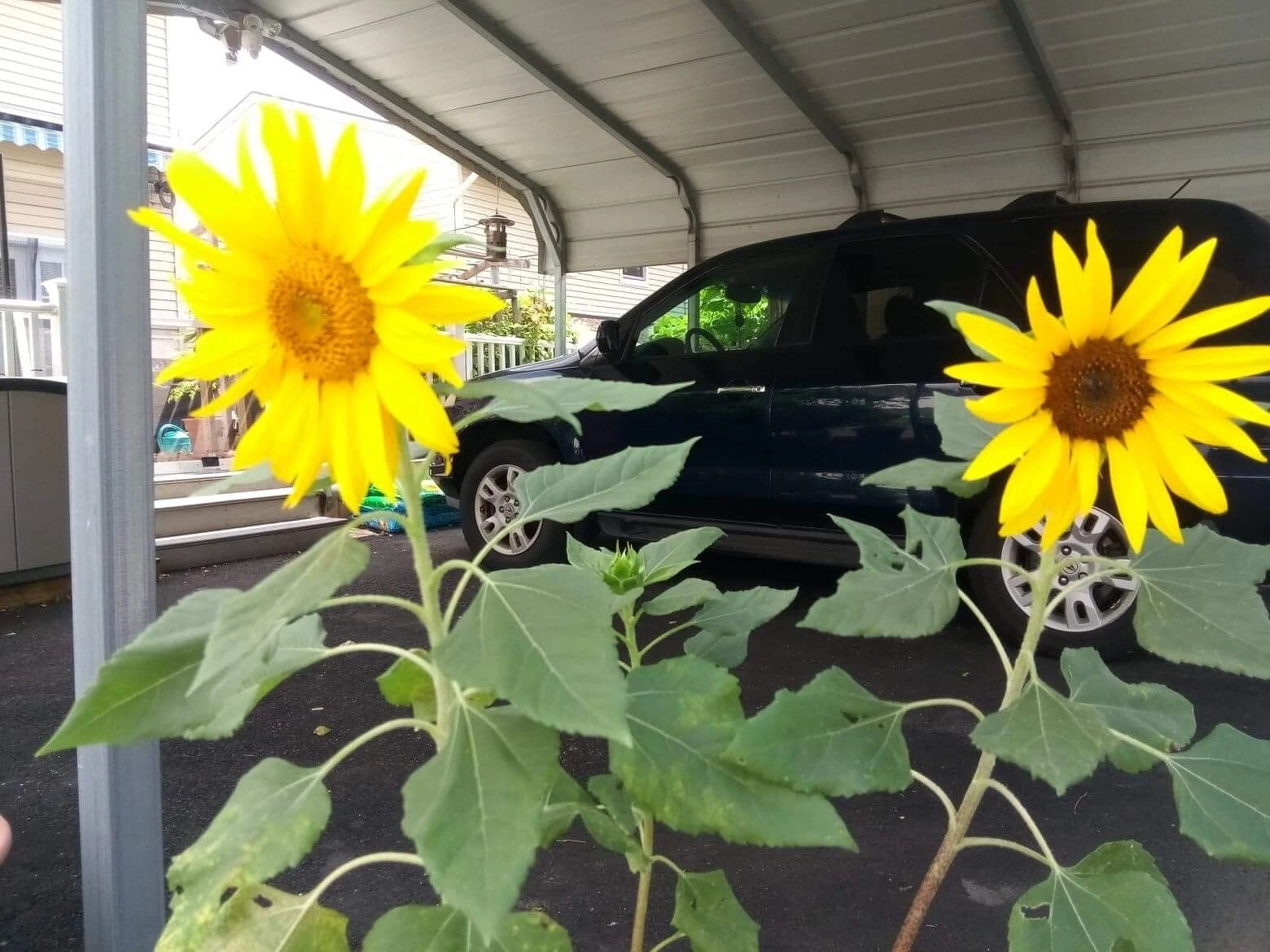 Dwarf Sunspot Sunflower Seeds, 50 Count, Helianthus annuus, Bright Yel ...